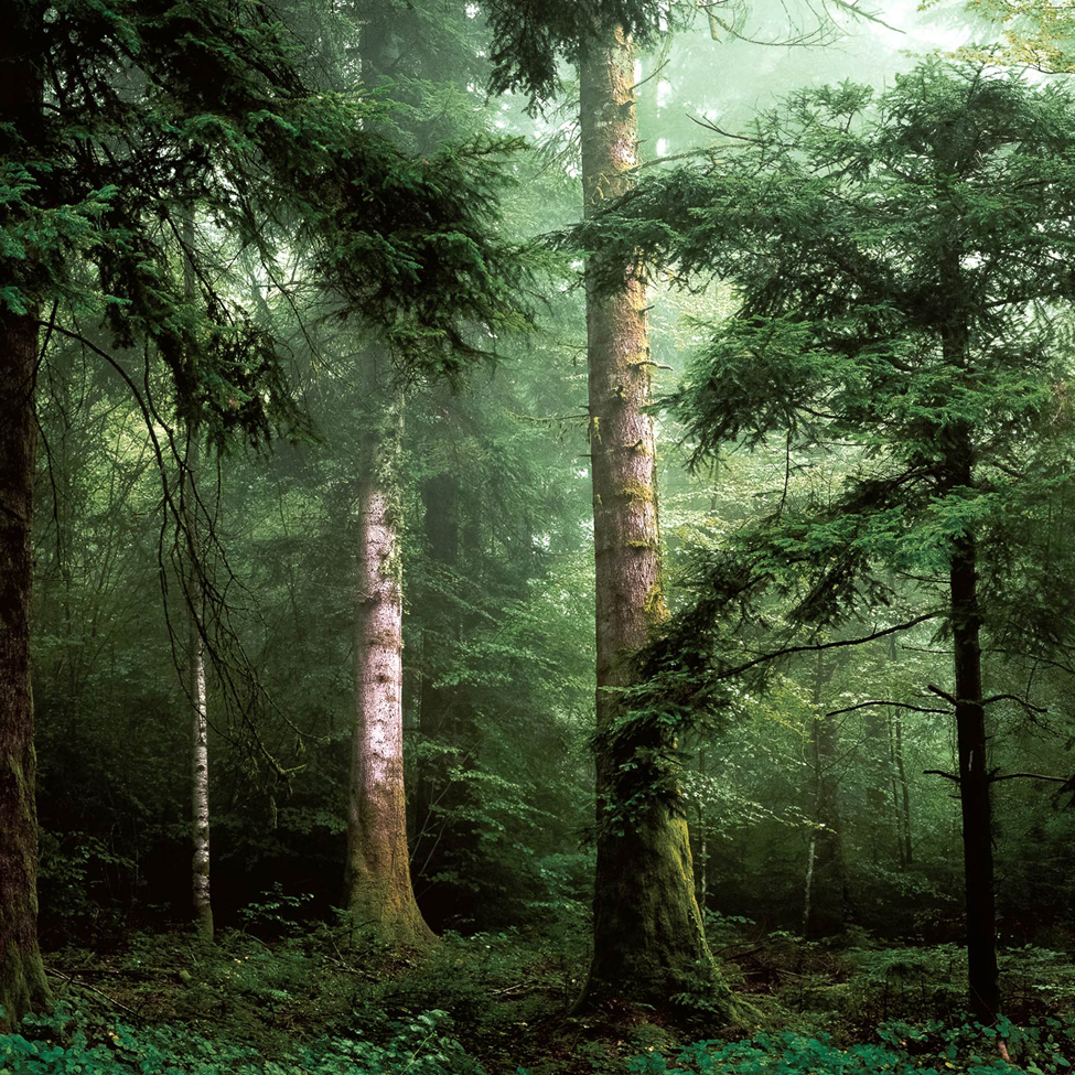 Forest Wallpaper Border at Hayley Haynes blog